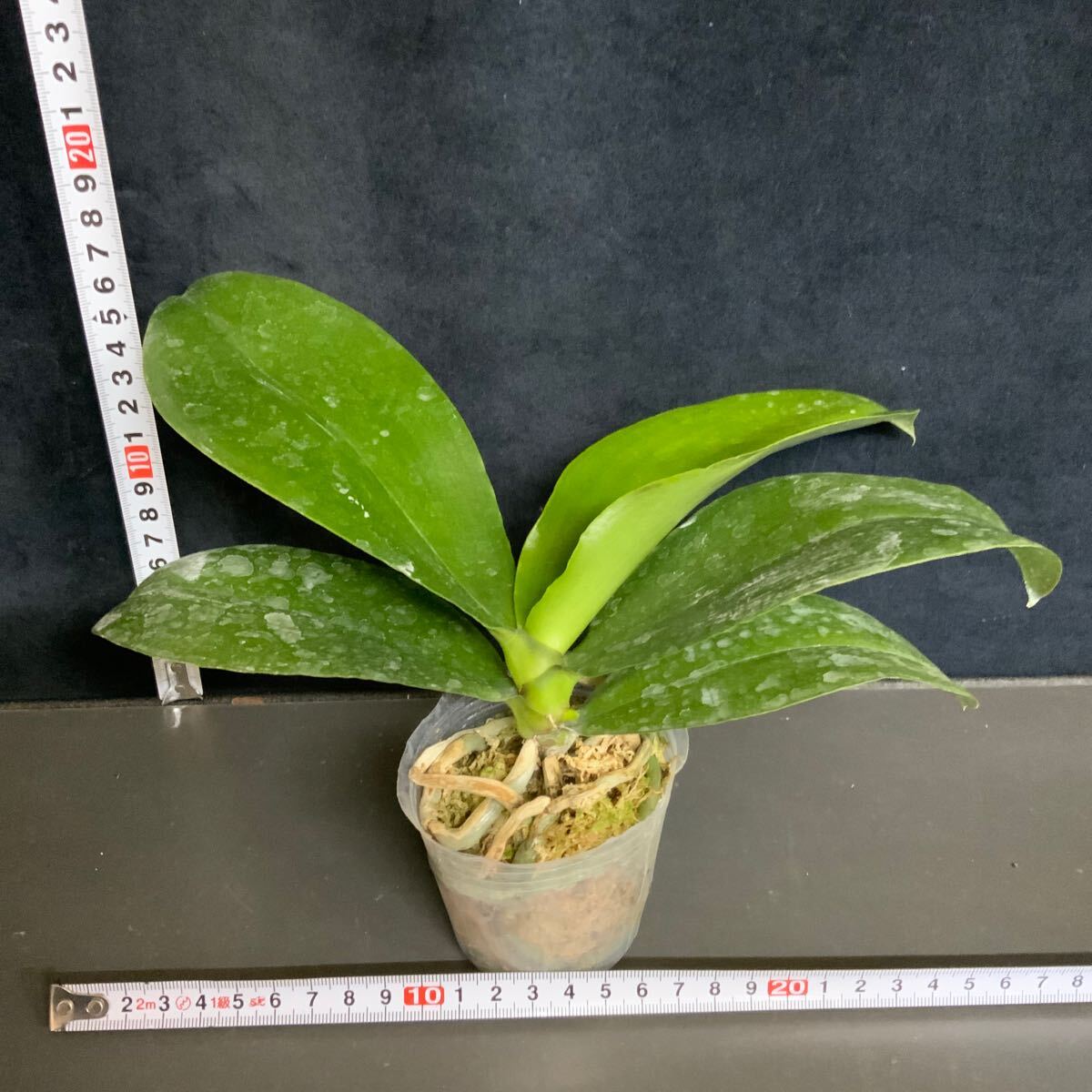 833 Phal. Sogo Shito(ラン)｜売買されたオークション情報、yahooの商品情報をアーカイブ公開 - オークファン（aucfan.com）