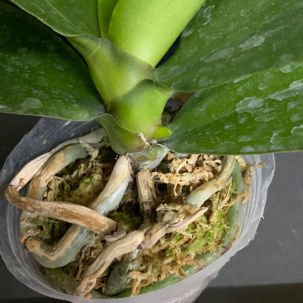 Yahoo!オークション - (^ ^)(833)Phal. Sogo Shito