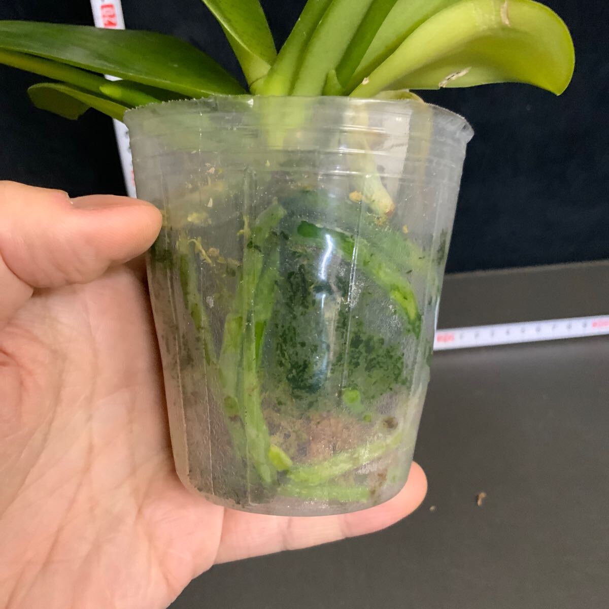 Yahoo!オークション - (^ ^)(840) Phal. Yaphon Perfume '815'