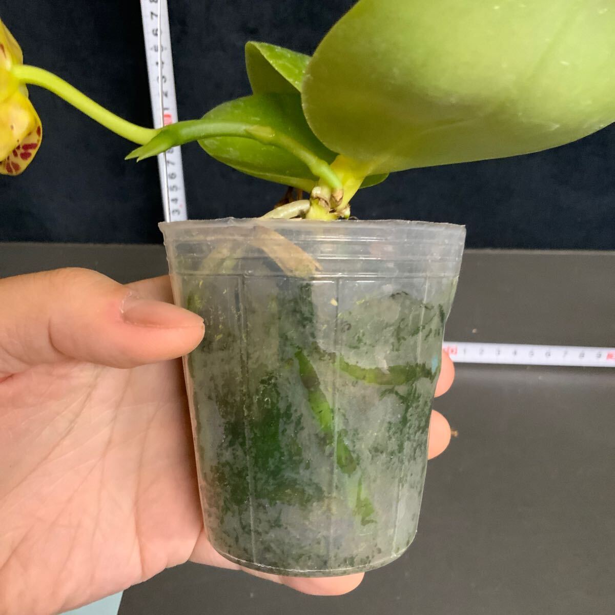 Yahoo!オークション - (^ ^)(847)Phal. Miro Hime