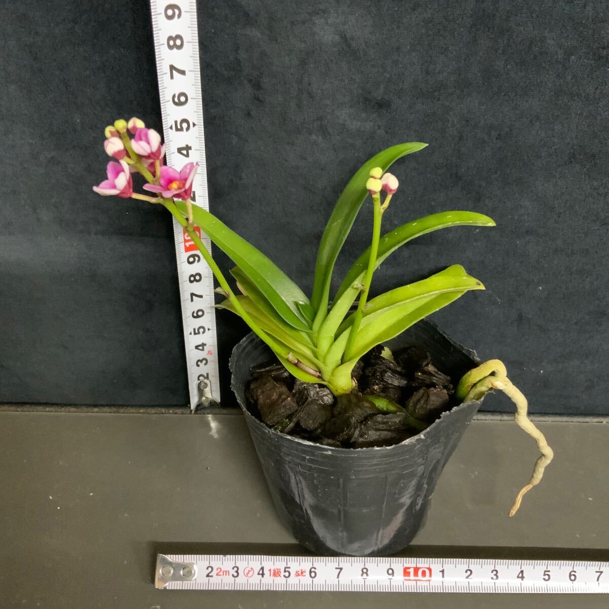 Yahoo!オークション - (^ ^)(904) Sarcochilus Kulnura Intensity