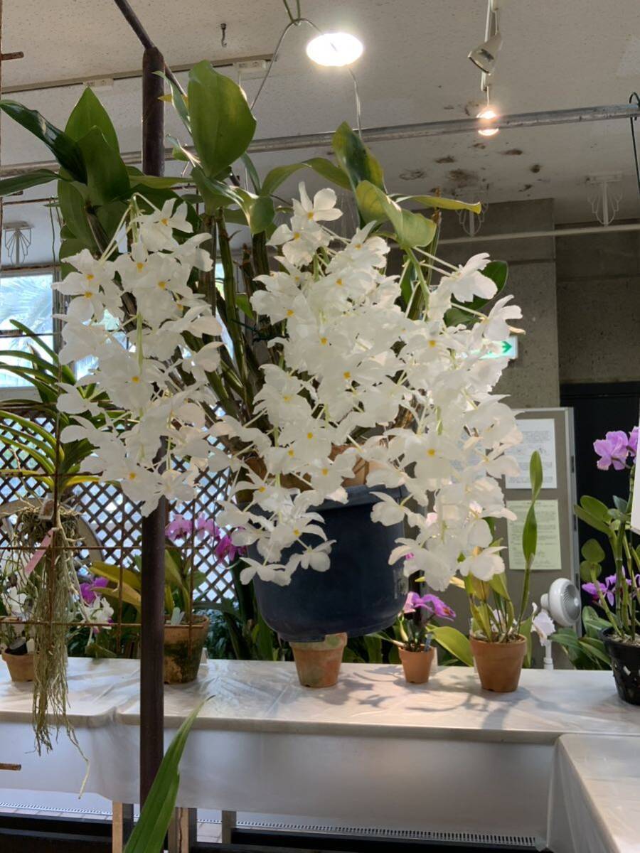 Yahoo!オークション - (^ ^)(739) Den. farmeri fma. petaloid album