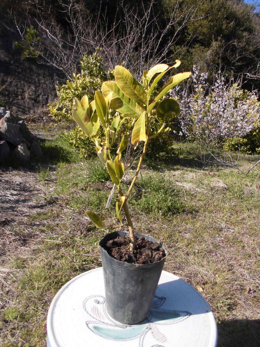 Yahoo!オークション - 仏手柑 挿し木3年物 no9 インド原産 縁起物