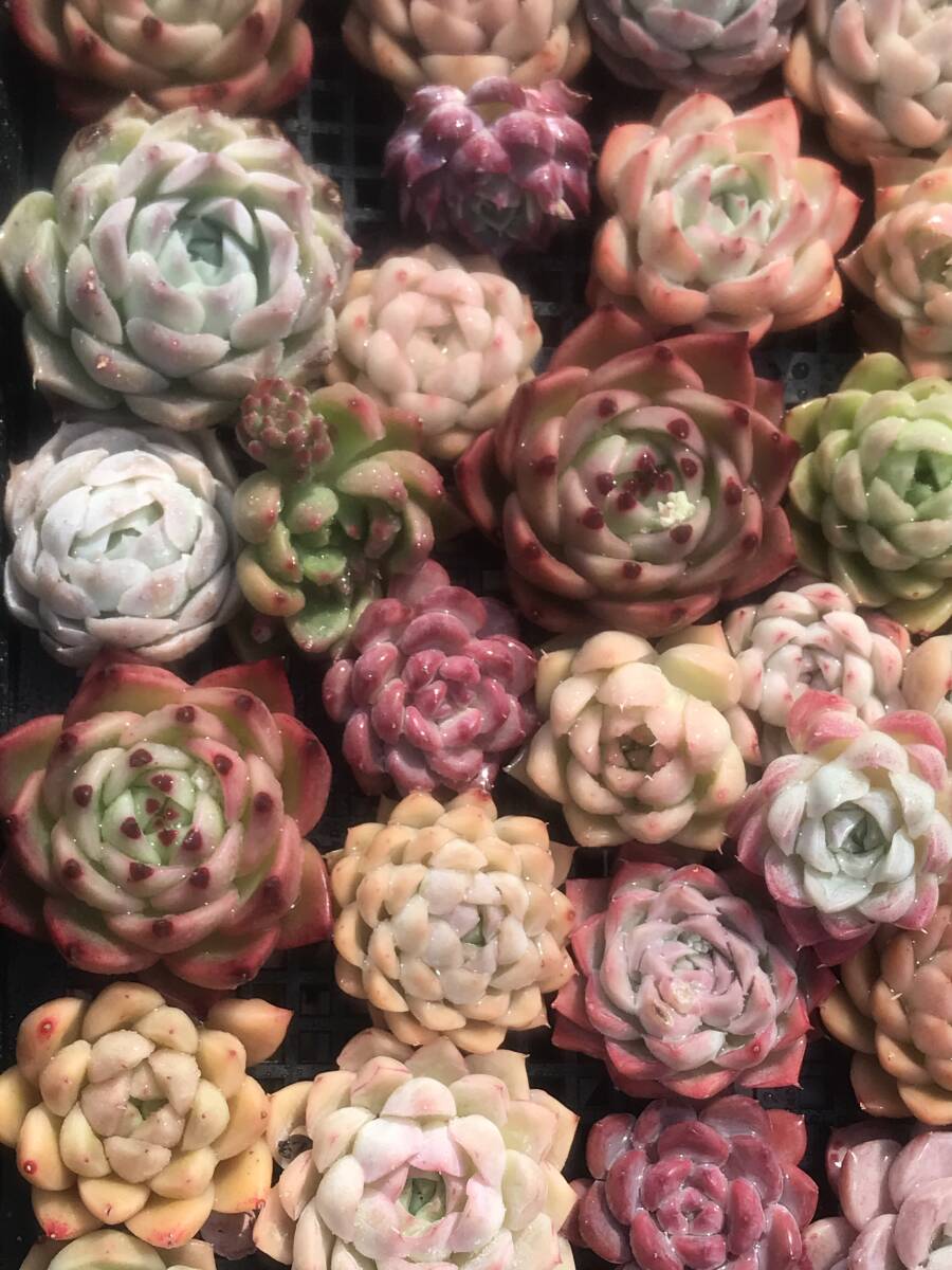 Yahoo!オークション - 53株 T199 多肉植物 エケベリア属 Echeveria DC...