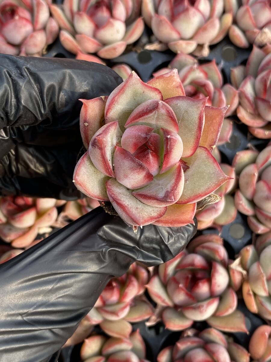 Yahoo!オークション - 105株 X21-1多肉植物 エケベリア 宝蓮灯超美苗 ...