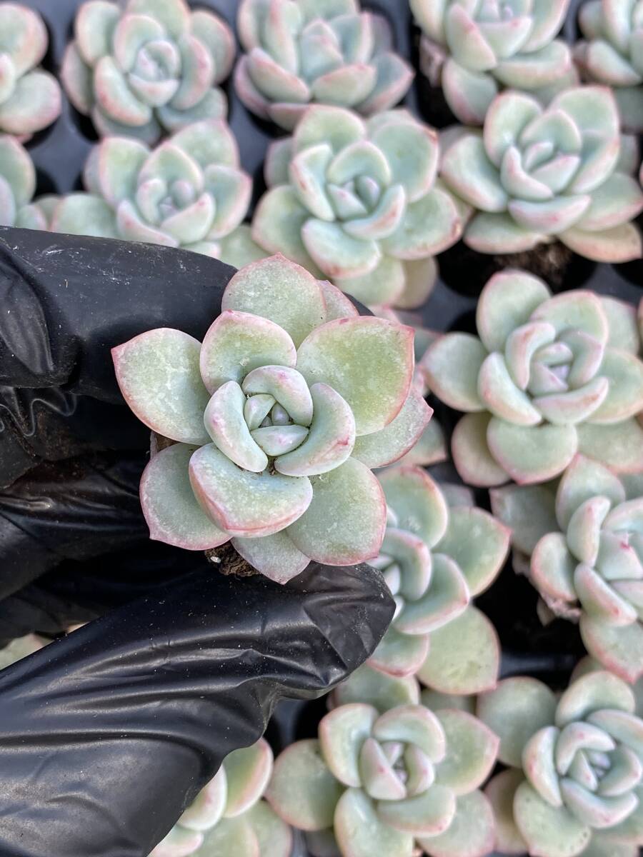 Yahoo!オークション - 128株 X49-1多肉植物 エケベリア センセーション...