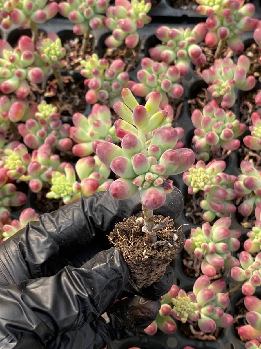 Yahoo!オークション - 105株 X66-1多肉植物 エケベリア 乙女心超美苗 ...