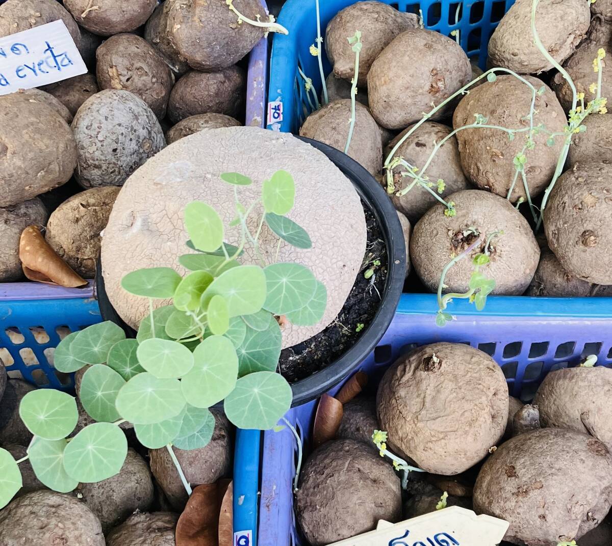 Yahoo!オークション - ステファニア エレクタ Stephania erecta