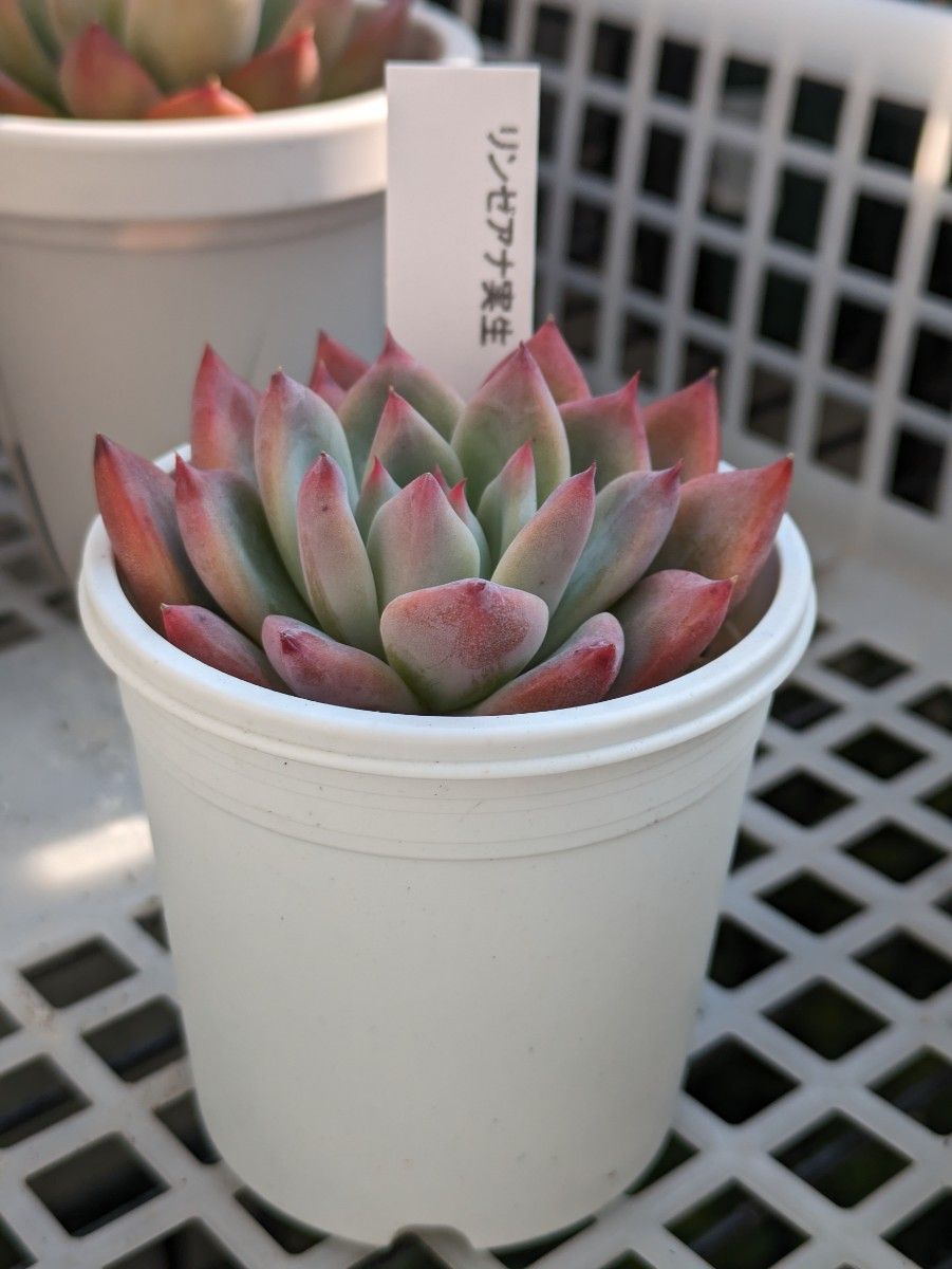 リンゼアナ 札付き 多肉植物 エケベリア コロラータ|Yahoo リンゼアナ 札付き 多肉植物 エケベリア コロラータ|Yahoo