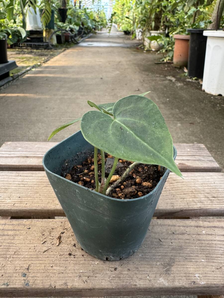 Yahoo!オークション - アンスリウム・クラリネルビウム Anthurium Clar...