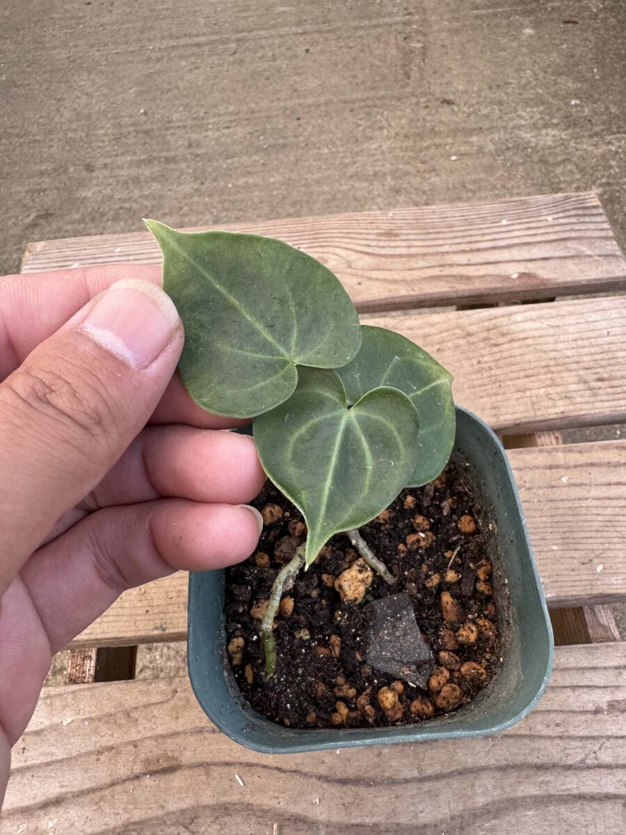 Yahoo!オークション - アンスリウム・クラリネルビウム Anthurium Clar...