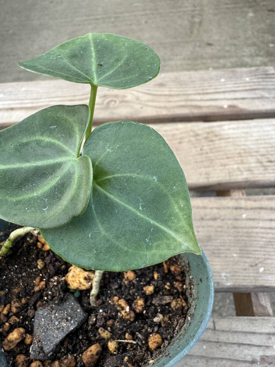 Yahoo!オークション - アンスリウム・クラリネルビウム Anthurium Clar...