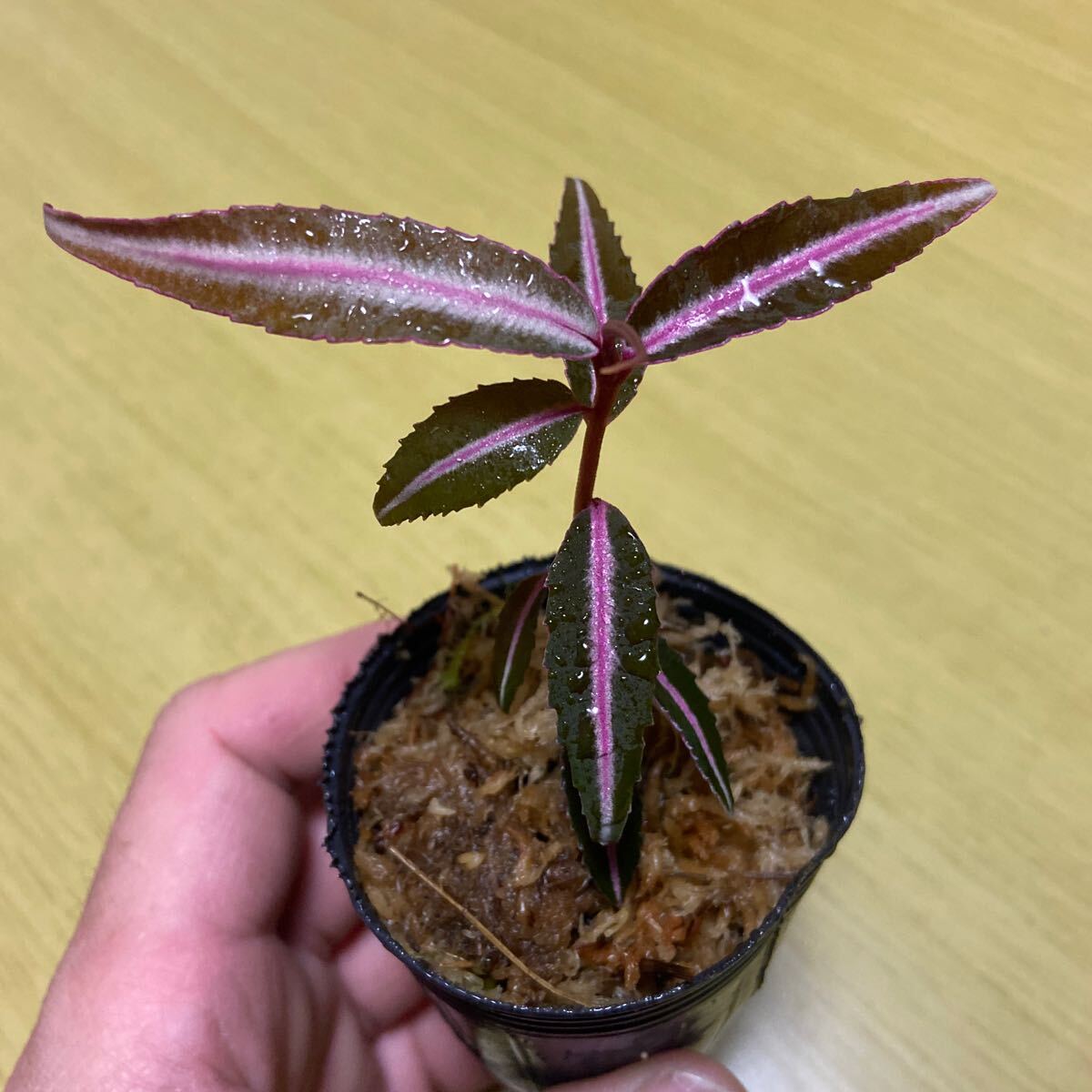 Yahoo!オークション - Labisia sp Hulu Kalimantan barat ラビシア