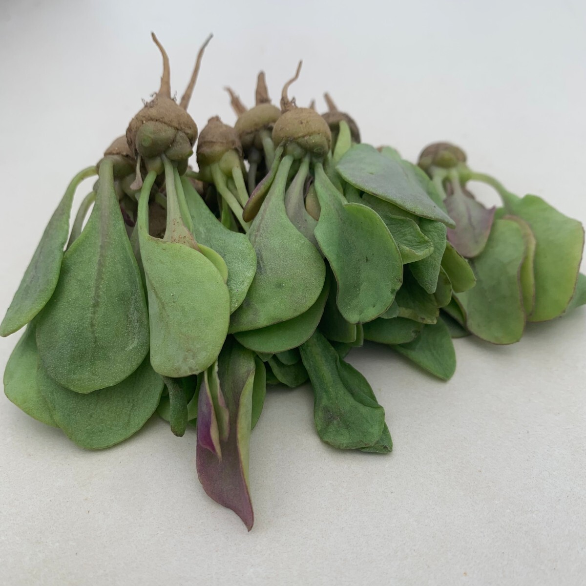 Yahoo!オークション - G154「実生」オトンナ ヘレー 植え【発根・塊根...