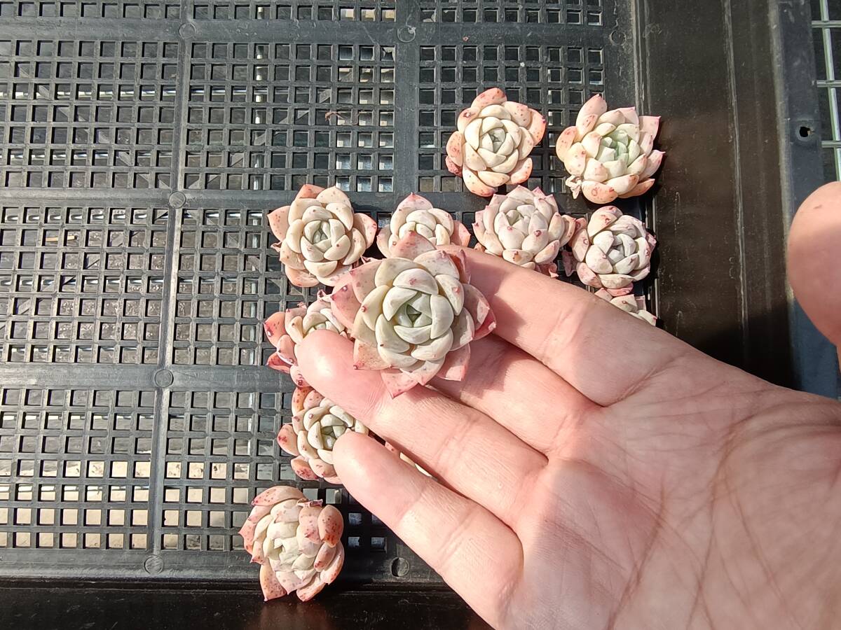 Yahoo!オークション - 0305-Q18 シードリーム18個 多肉植物 韓国 エケ...