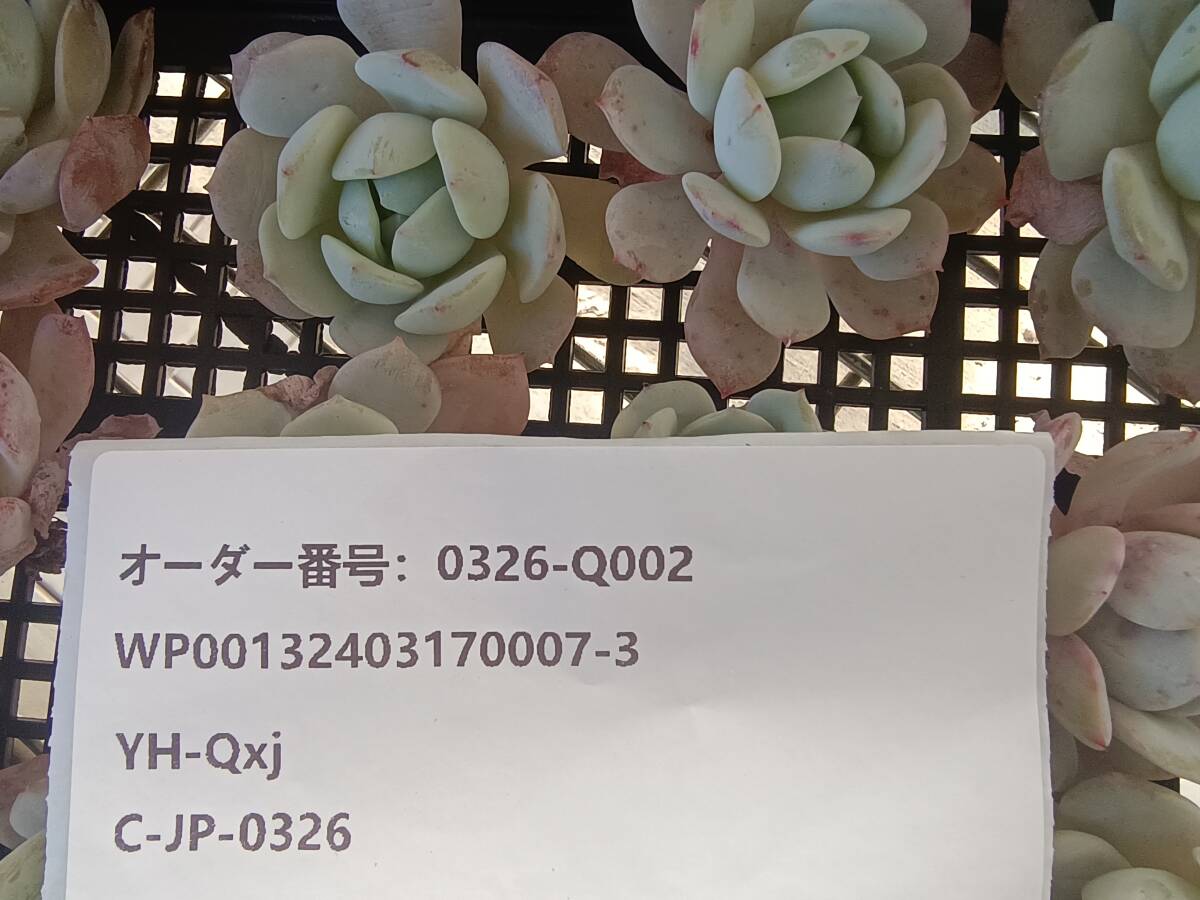 Yahoo!オークション - 0326-Q002 チョンソル21個 多肉植物 韓国 エケベ...