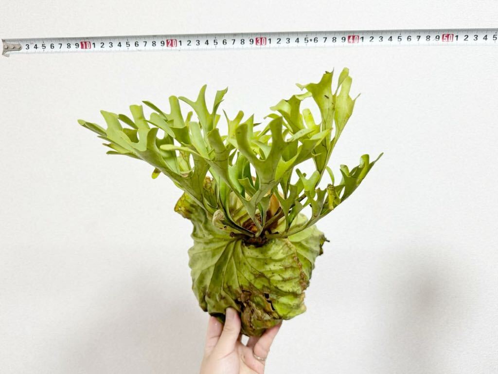 Yahoo!オークション - B73 Lサイズ P.ridleyi Wild Banten リドレーワ...