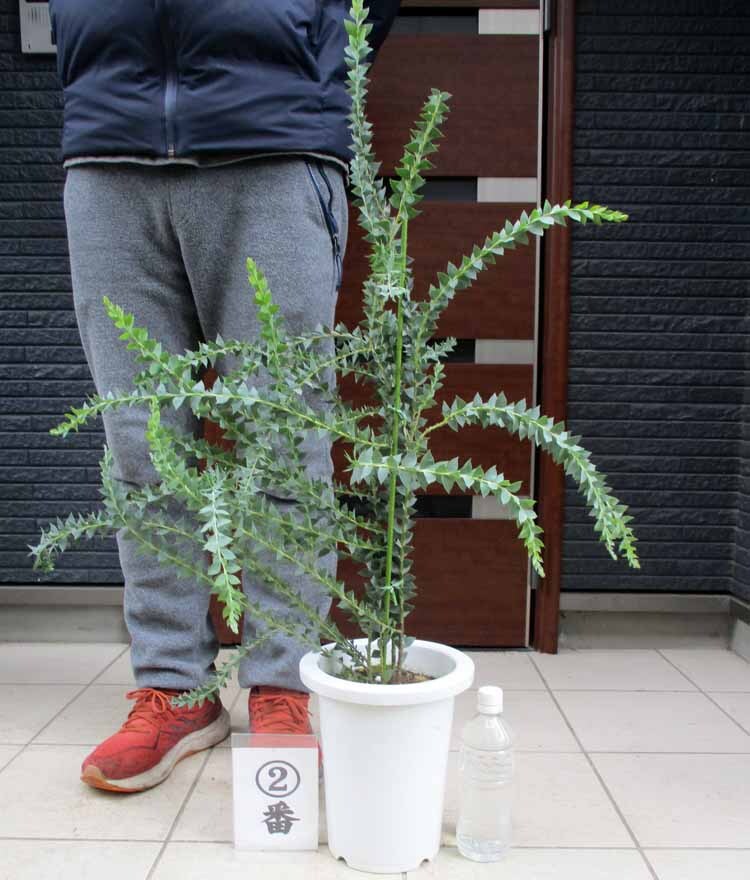 Yahoo!オークション - 【現品】三角葉アカシア （アカシア サンカクバ...