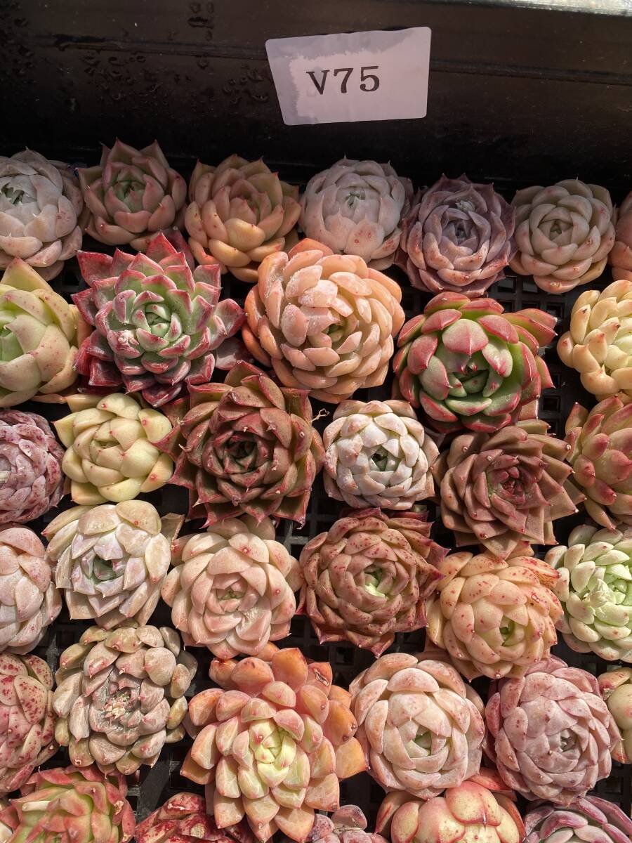 Yahoo!オークション - 66株 V75 多肉植物 エケベリア属 Echeveria DC ...