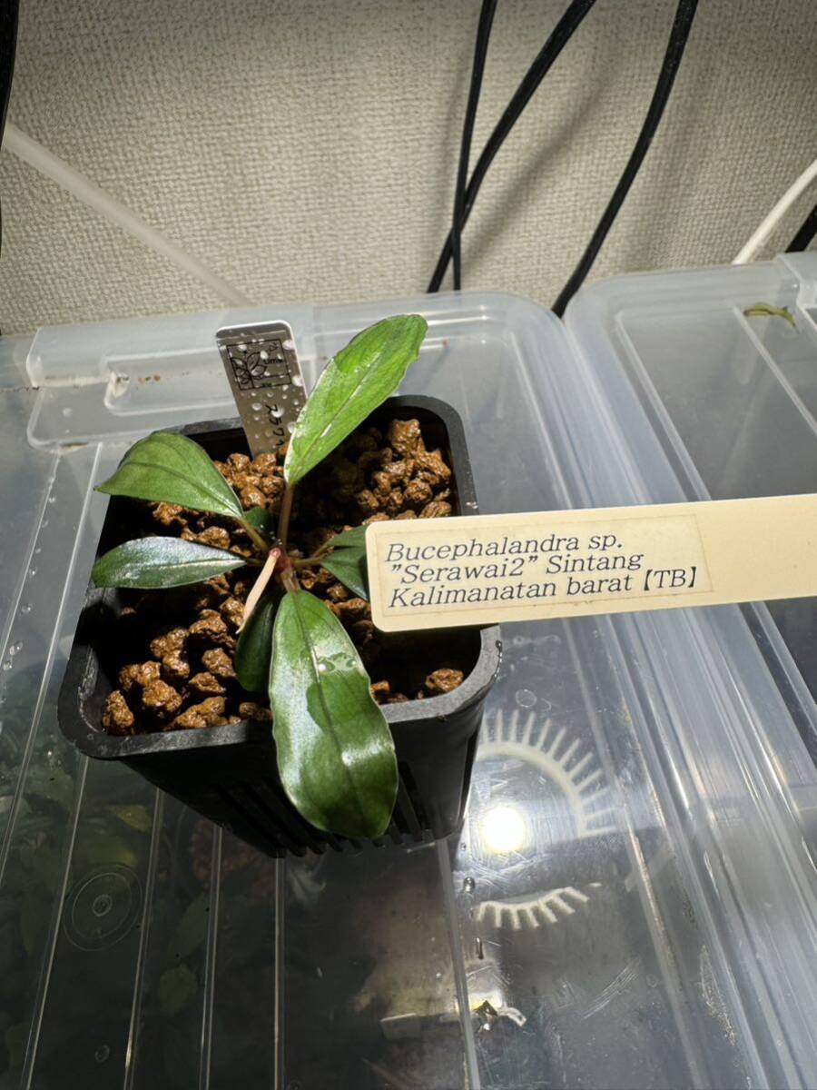 Yahoo!オークション - 【TB便】Bucephalandra sp.”Serawai2” Sintang...