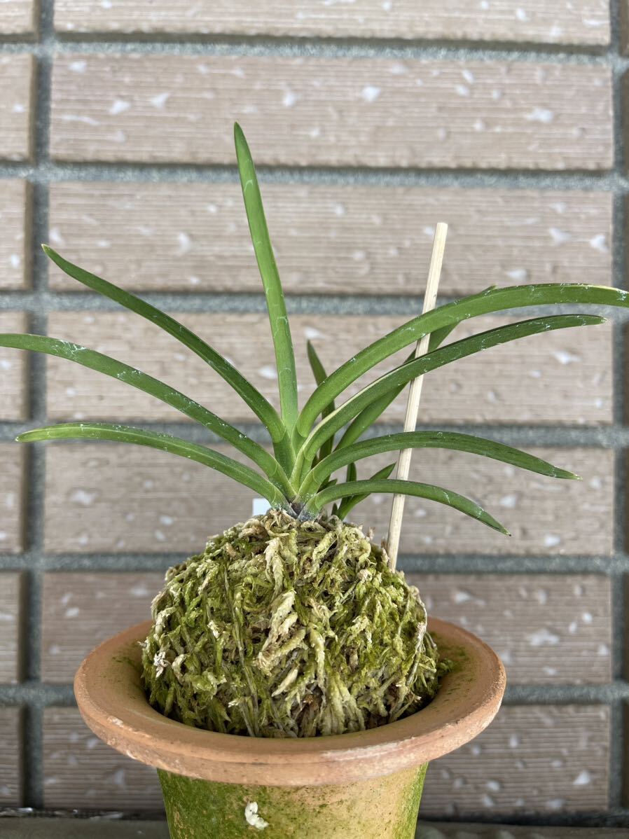 Yahoo!オークション - 建国縞 富貴蘭