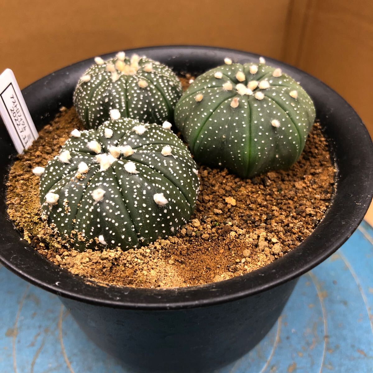 Yahoo!オークション - アストロフィツム属 ミラクル兜hyb実生苗 1鉢