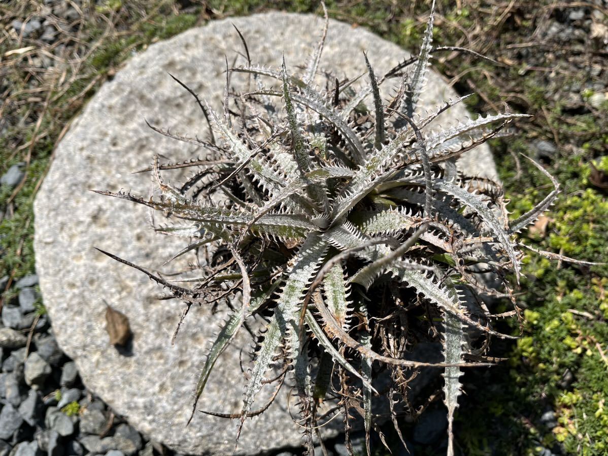 Yahoo!オークション - 【 Dyckia (BSF3D11 x Bangkok Star) x Nagas #3...