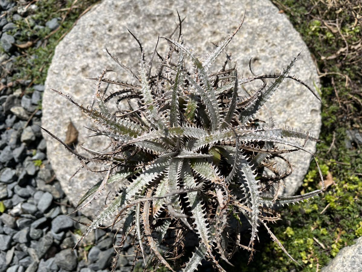 Yahoo!オークション - 【 Dyckia (BSF3D11 x Bangkok Star) x Nagas #3...