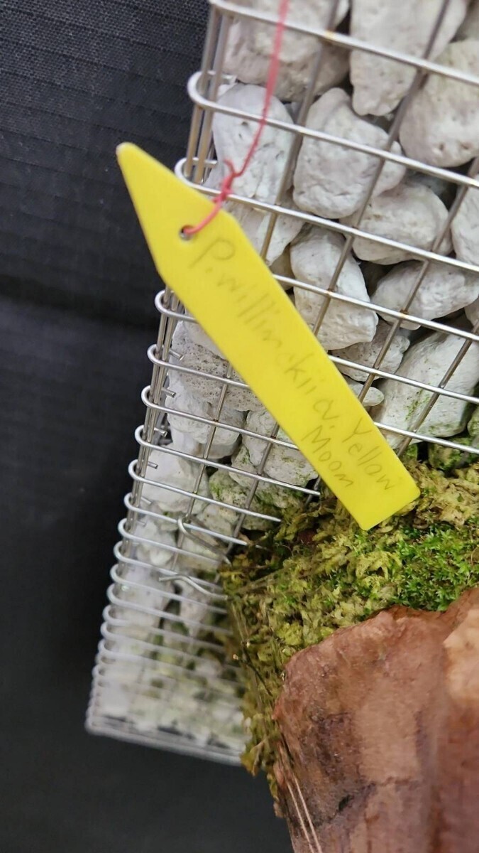 Yahoo!オークション - 37B P.Willinckii Yellow Moon OC pup 株分け 子...