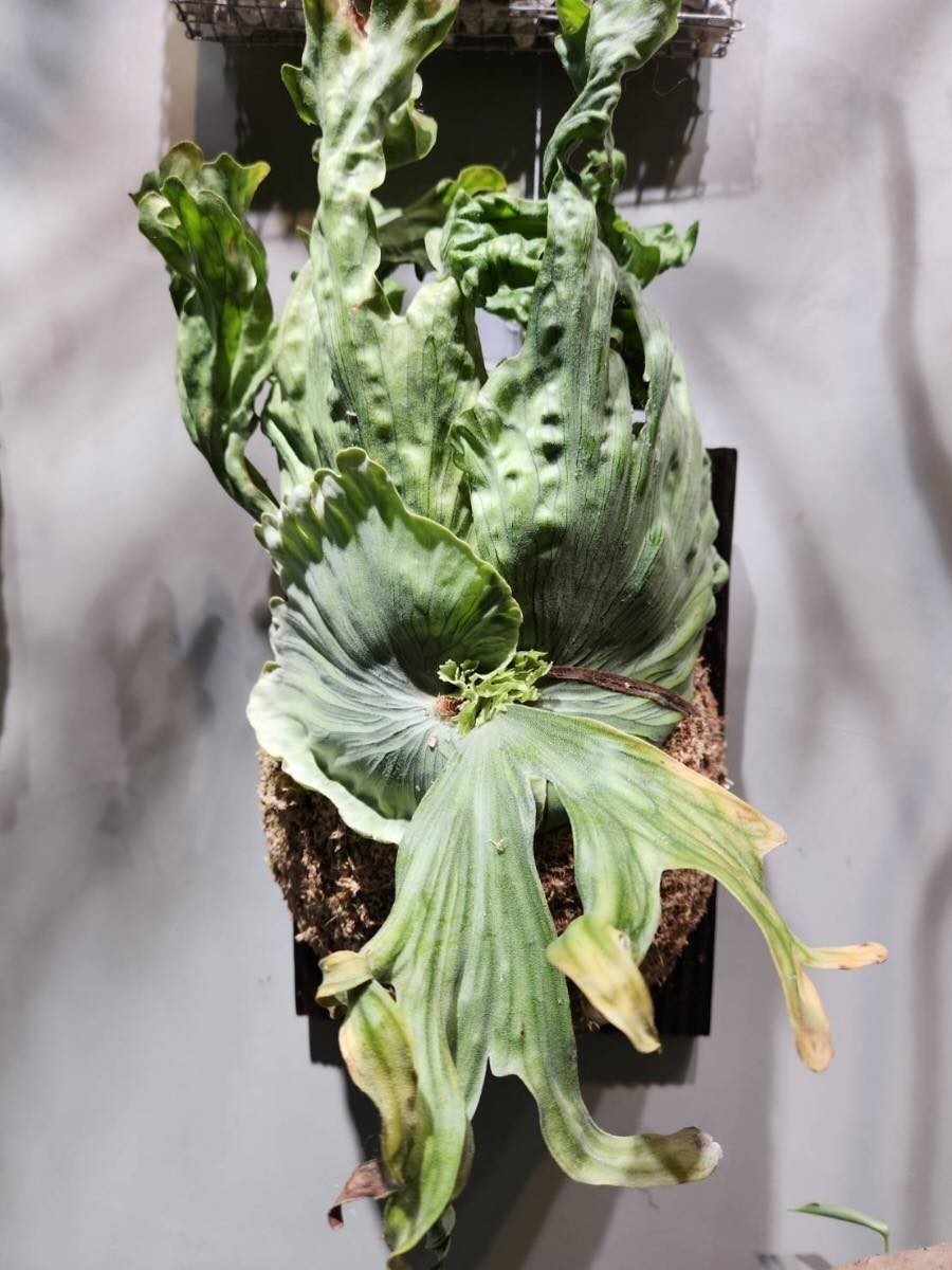 Yahoo!オークション - B23 P. wandee dwarf &curl ワンダエ ドワーフ ...