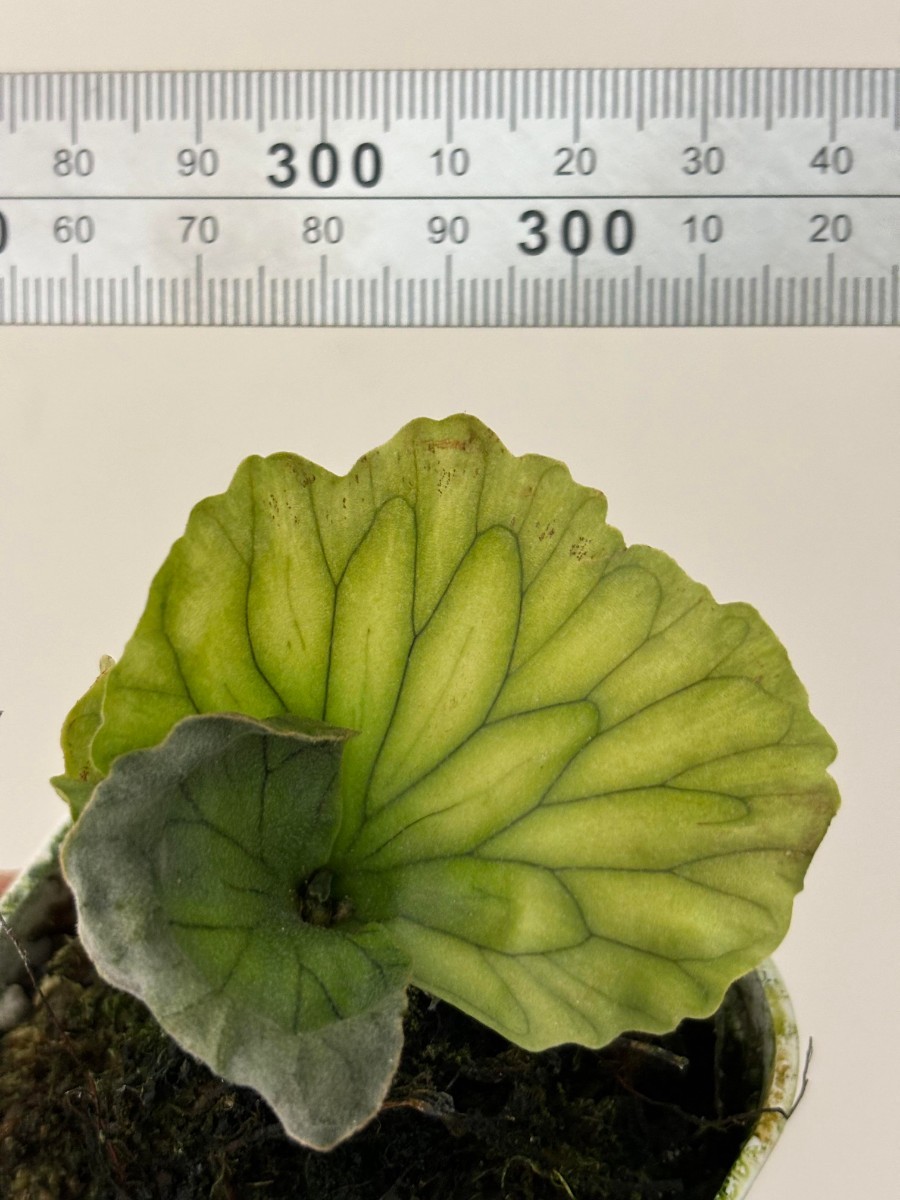 Yahoo!オークション - B23 P. wandee dwarf &curl ワンダエ ドワーフ ...