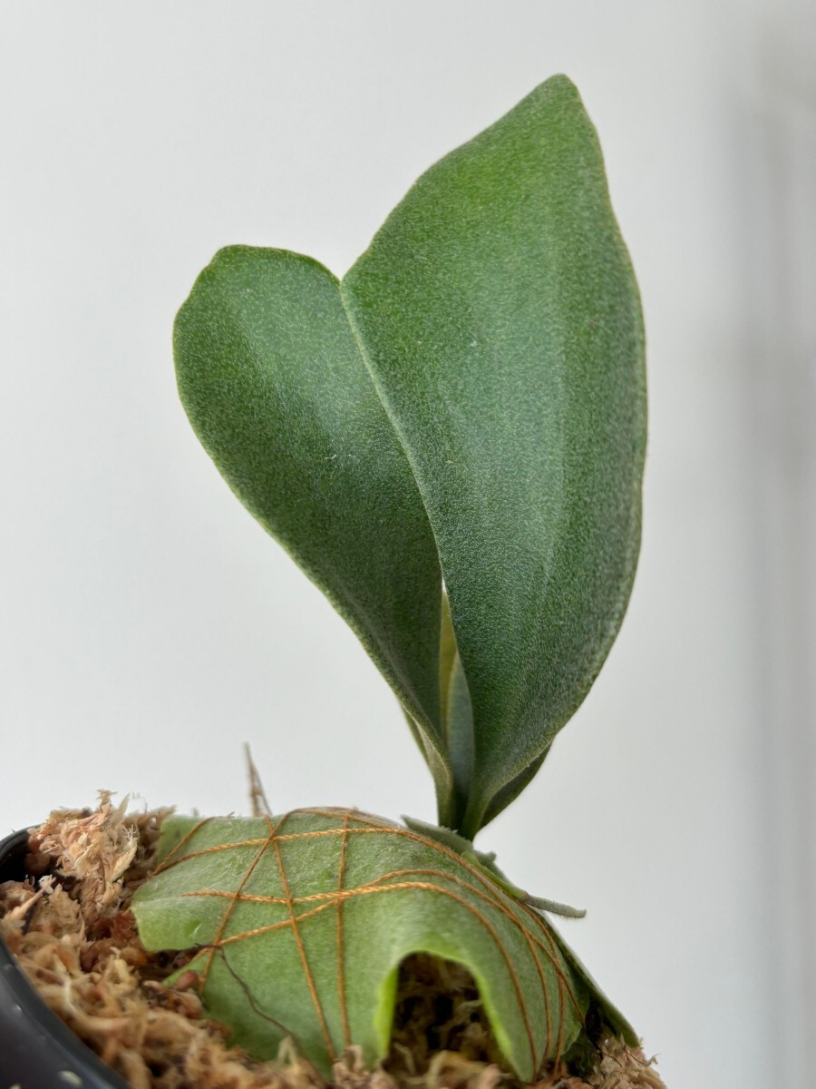 Yahoo!オークション - a172 P.Phoenix pup 株分け 子株 ビカクシダ 証...