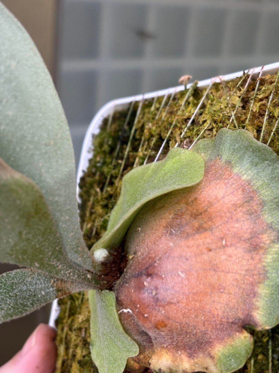 Yahoo!オークション - a87 P.White. Mr Oat oc pup 株分け 子株 ビカク...