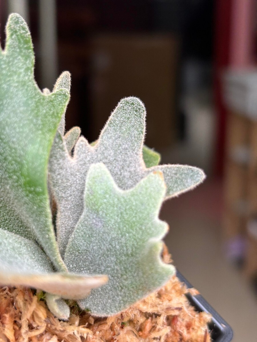 Yahoo!オークション - c13 .P.willinckii bacteria sporeling ウィリン...