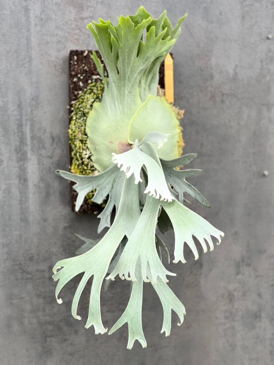 Yahoo!オークション - C24 P.Snow Moon OC pup 子株 株分け