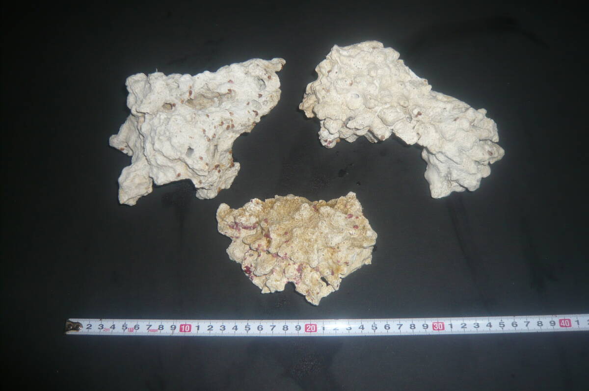 Yahoo!オークション - ライブロック 約1.6kg 3個セット