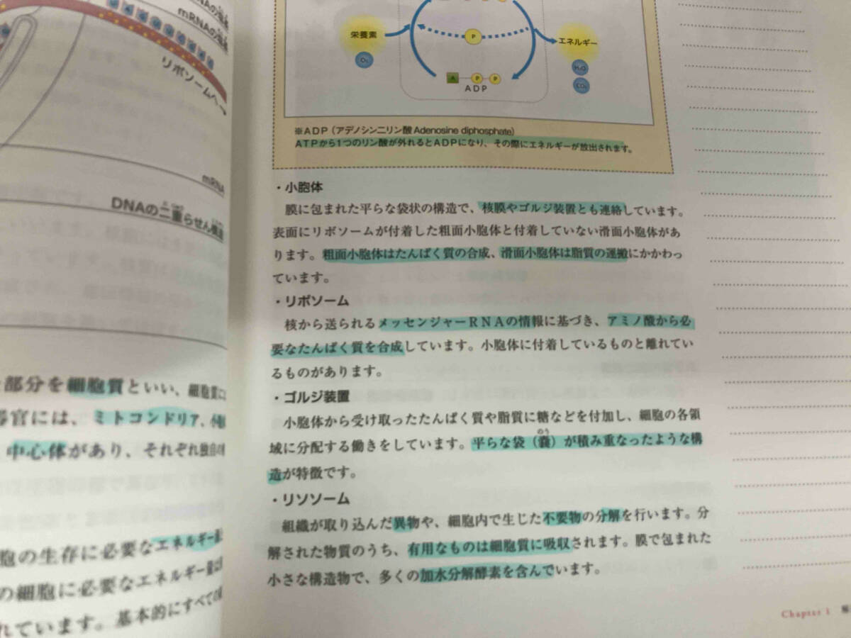 Yahoo!オークション - AEAJ認定 アロマテラピーインストラクター アロ...