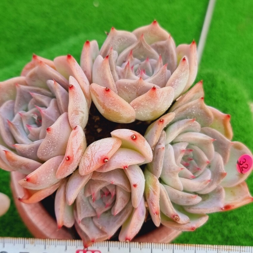 Yahoo!オークション - 0328-P332 テイロサ エケベリア 多肉植物 韓国苗