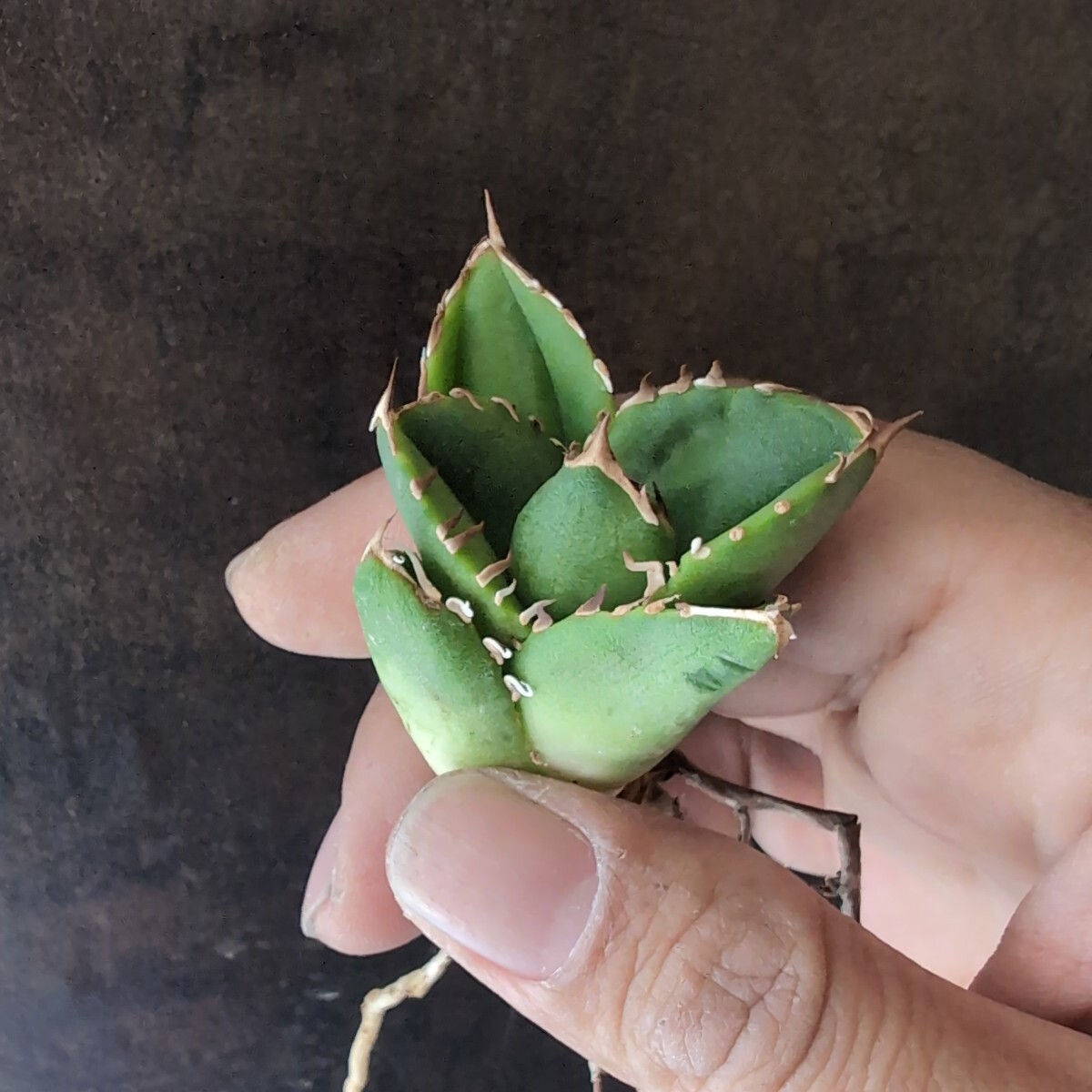 Yahoo!オークション - 【AGAVE TITANOTA CG01】COK アガベ チタノタ 子...