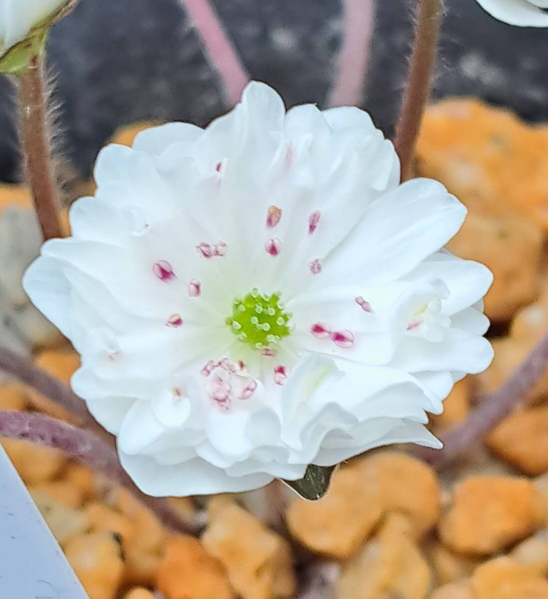 Yahoo!オークション - 雪割草 開花中 綾姫系白まとい咲 R6 091