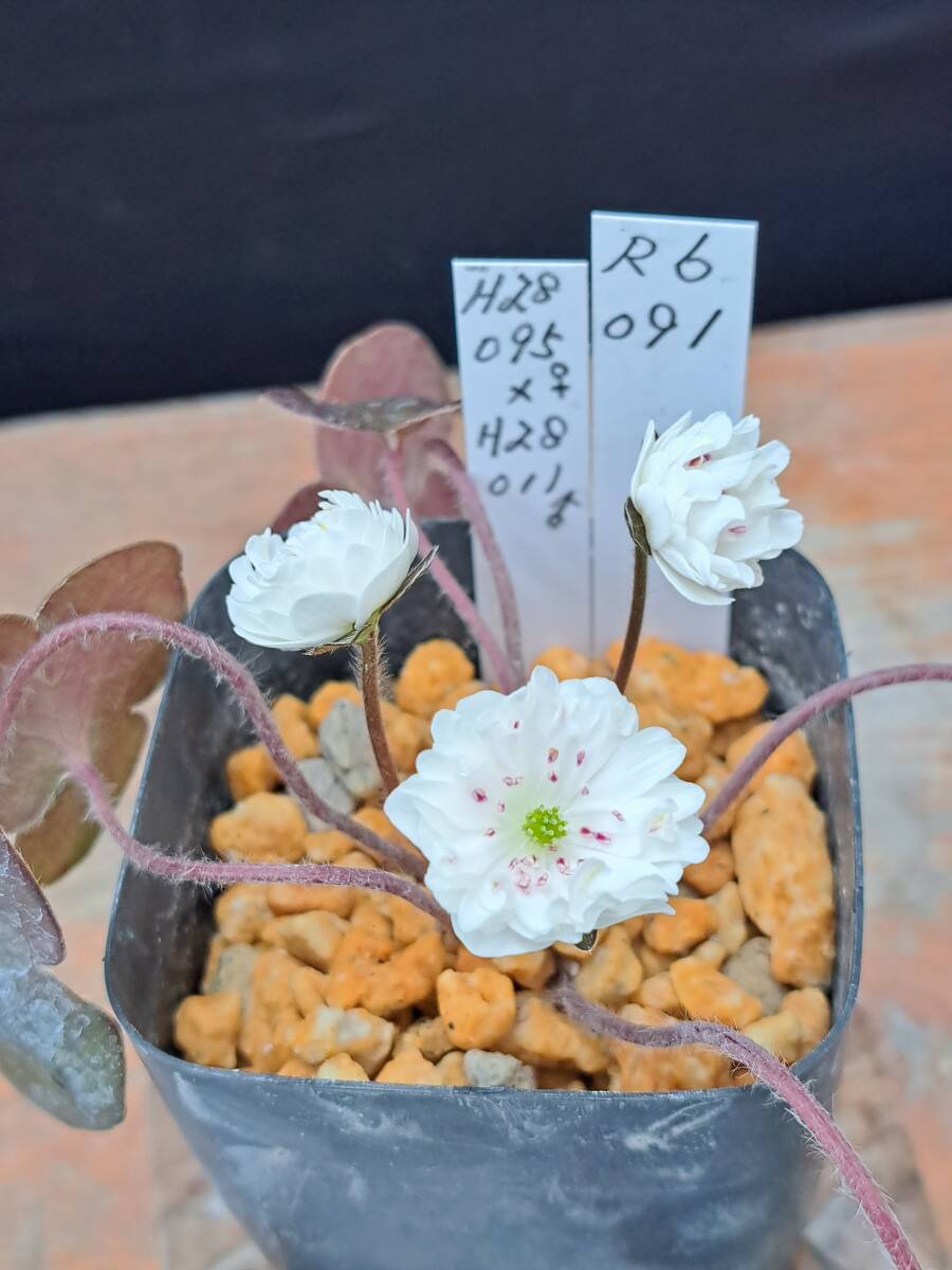 Yahoo!オークション - 雪割草 開花中 綾姫系白まとい咲 R6 091