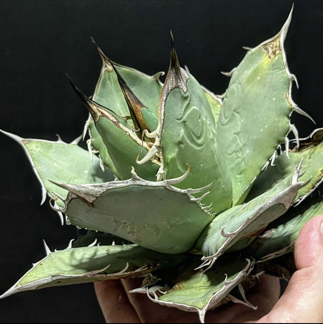 Yahoo!オークション - hp 66 アガベ オアハカ オテロイ w約23cm