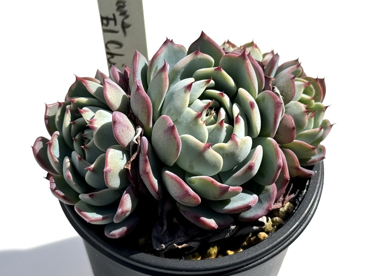 Yahoo!オークション - エケベリア 原種 エレガンス エル チコ クローン...