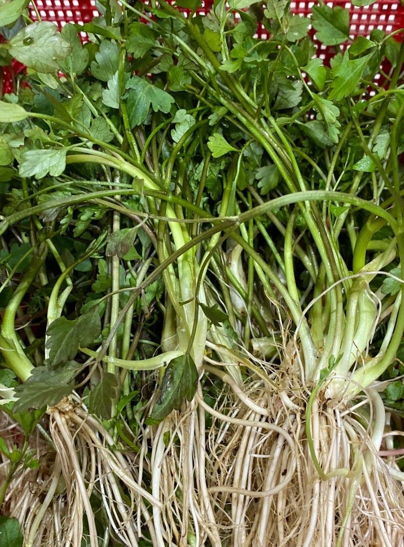 天然せり 野芹 田セリ 250g｜Yahoo!フリマ（旧PayPayフリマ）