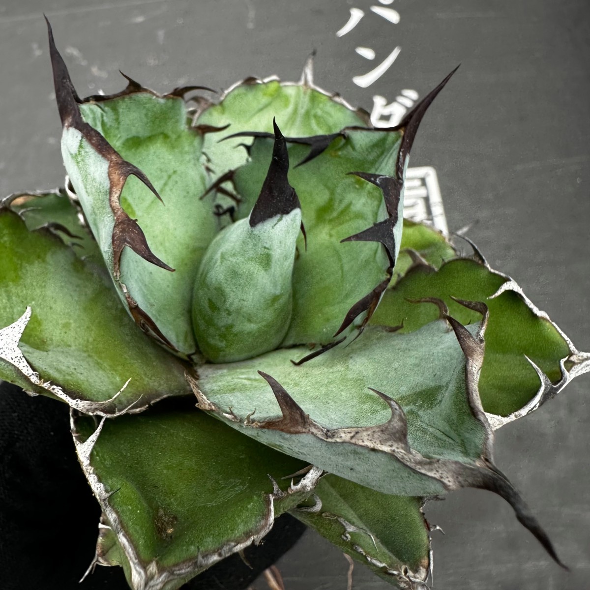 Yahoo!オークション - E77 【パンダ園芸】特選 アガベ 多肉植物 チタノ...