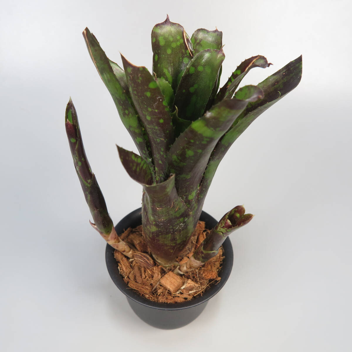 ネオレゲリア ☆ Neoregelia Nosferatu ☆ タンクブロメリア の ネオレゲリア ☆ Neoregelia Nosferatu ☆ タンクブロメリア の