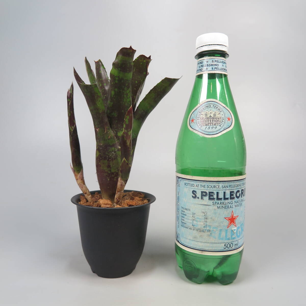ネオレゲリア ☆ Neoregelia Nosferatu ☆ タンクブロメリア の ネオレゲリア ☆ Neoregelia Nosferatu ☆ タンクブロメリア の