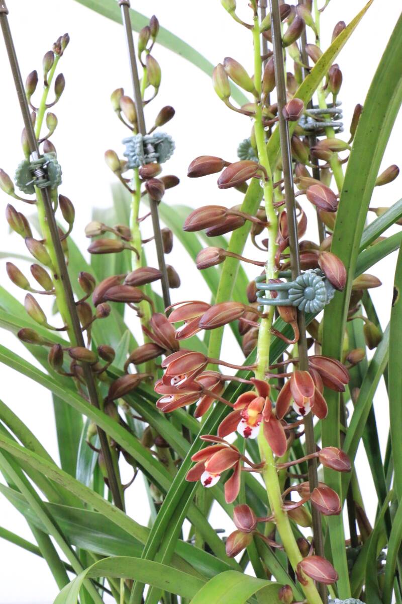 Yahoo!オークション - 【無農薬】キンリョウヘン 金稜辺 6本立 咲き始...