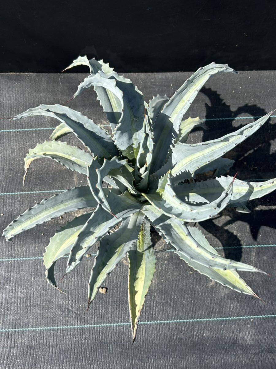 Yahoo!オークション - Agave americana v.expansa mediopicta pallida ...