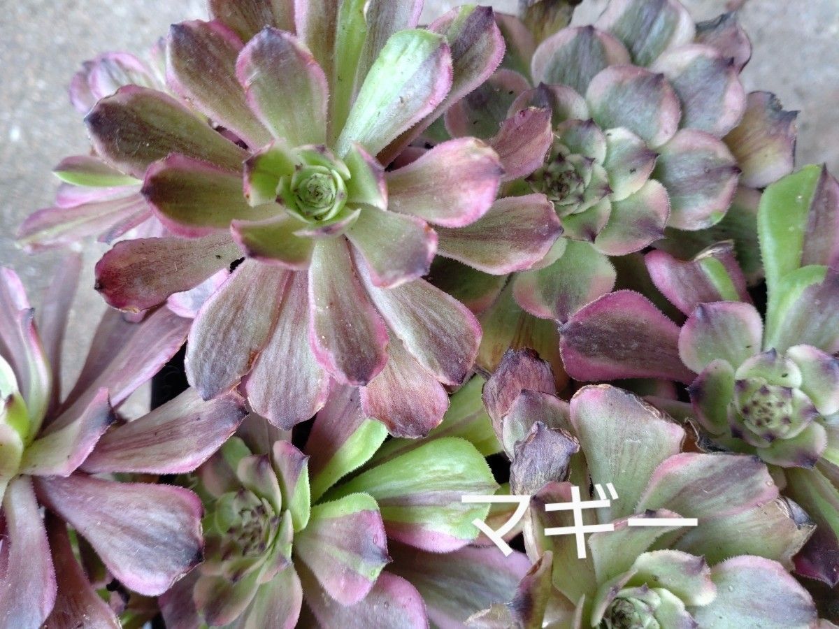 多肉植物 アエオニウム 6種類セット マギー ピンクウイッチ錦他 多肉植物 アエオニウム 6種類セット マギー ピンクウイッチ錦他